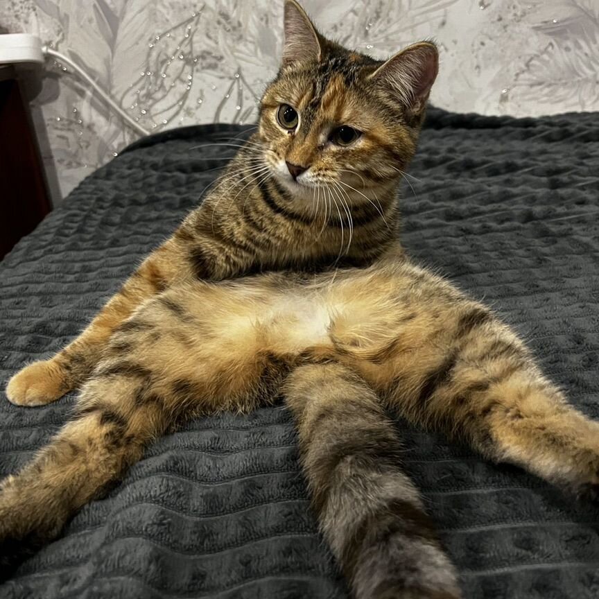 Кошка на вязку