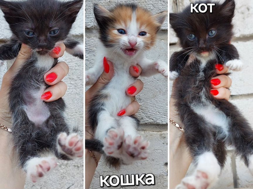 Кошка