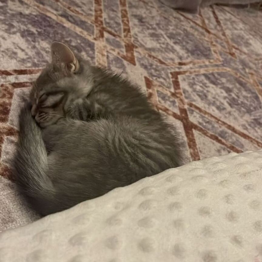 Шотландский вислоухий короткошёрстный котёнок