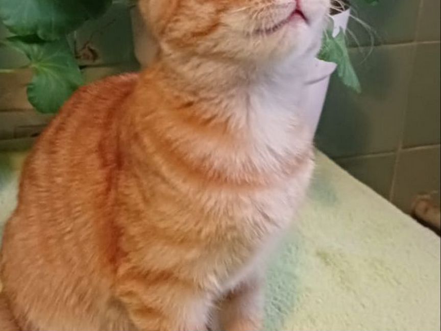 Кошка