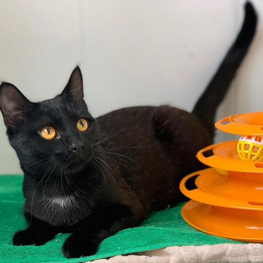 Черный принц в семью