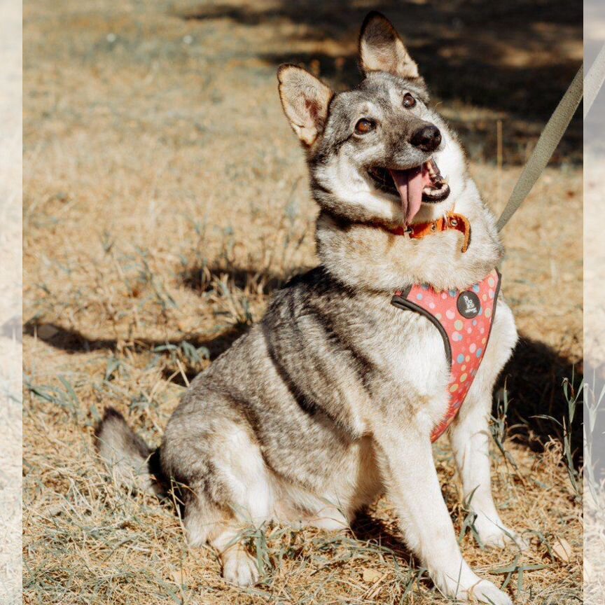 Весёлый Тимка из приюта мечтает о доме