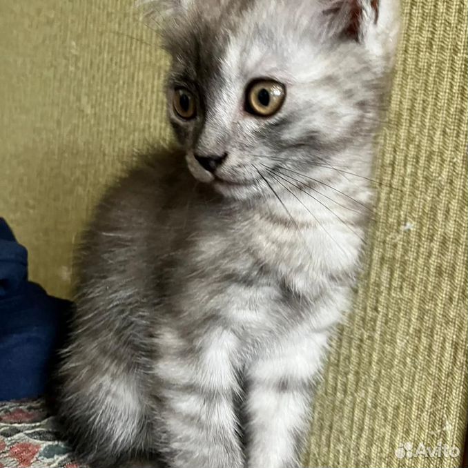 Отдам в хорошие руки котят от мамы Британки