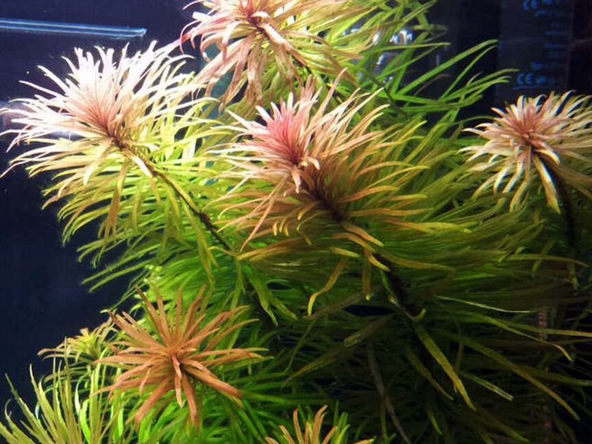 Людвигия Инклината (Ludwigia inclinata)