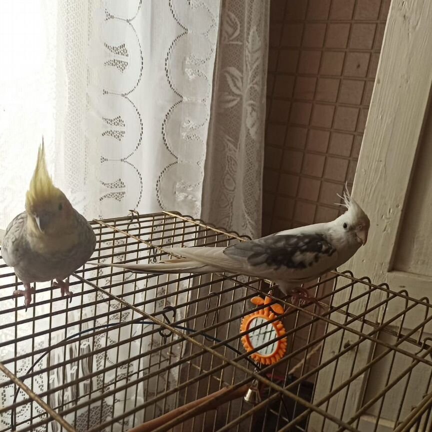 Попугай корелла