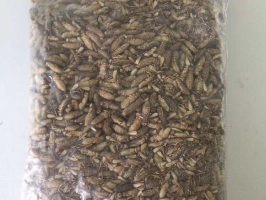 Замороженные сверчки