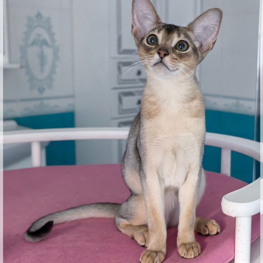 Абиссинский котёнок