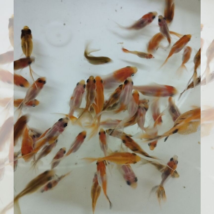 Аквариумные рыбы