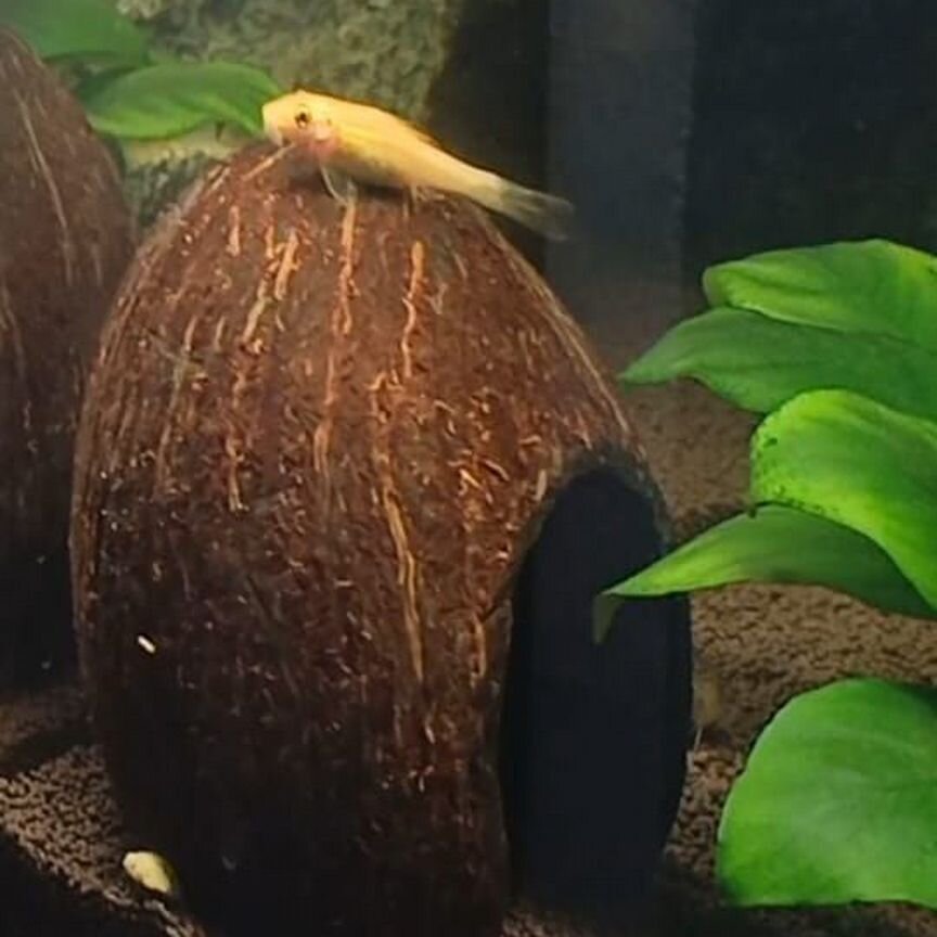 Геринохейлус/Китайский водорослеед