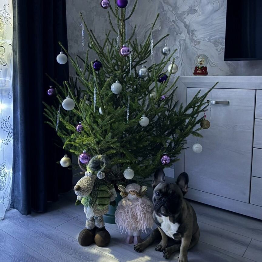 Французский бульдог, взрослый пёс