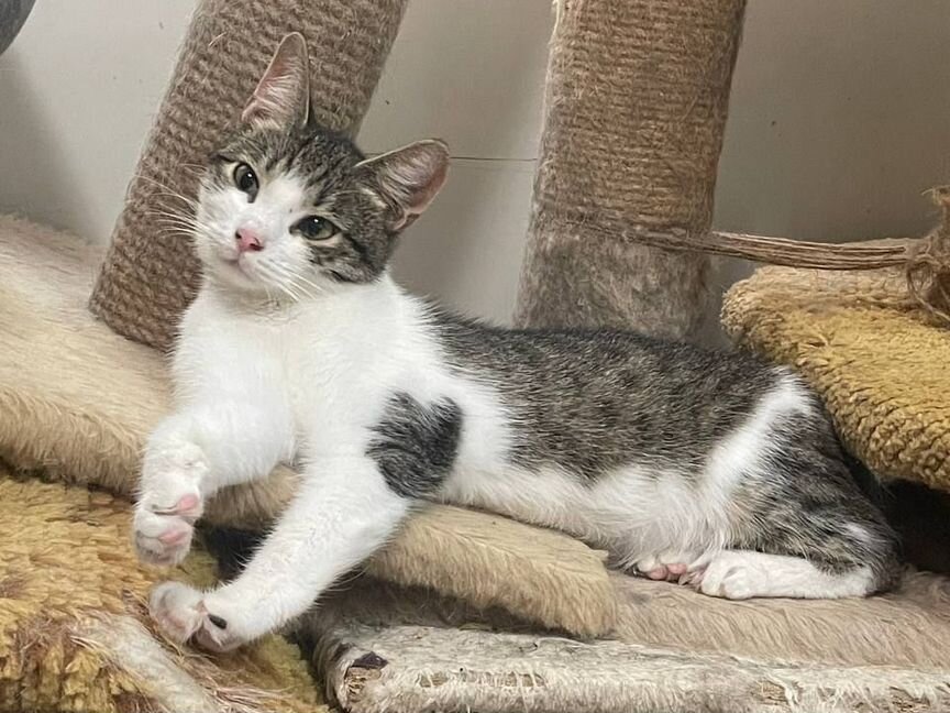 Смешной котик