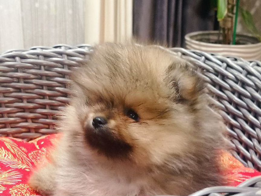 Померанский шпиц медвежьего типа