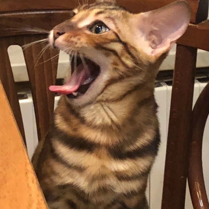 Тойгер кошка