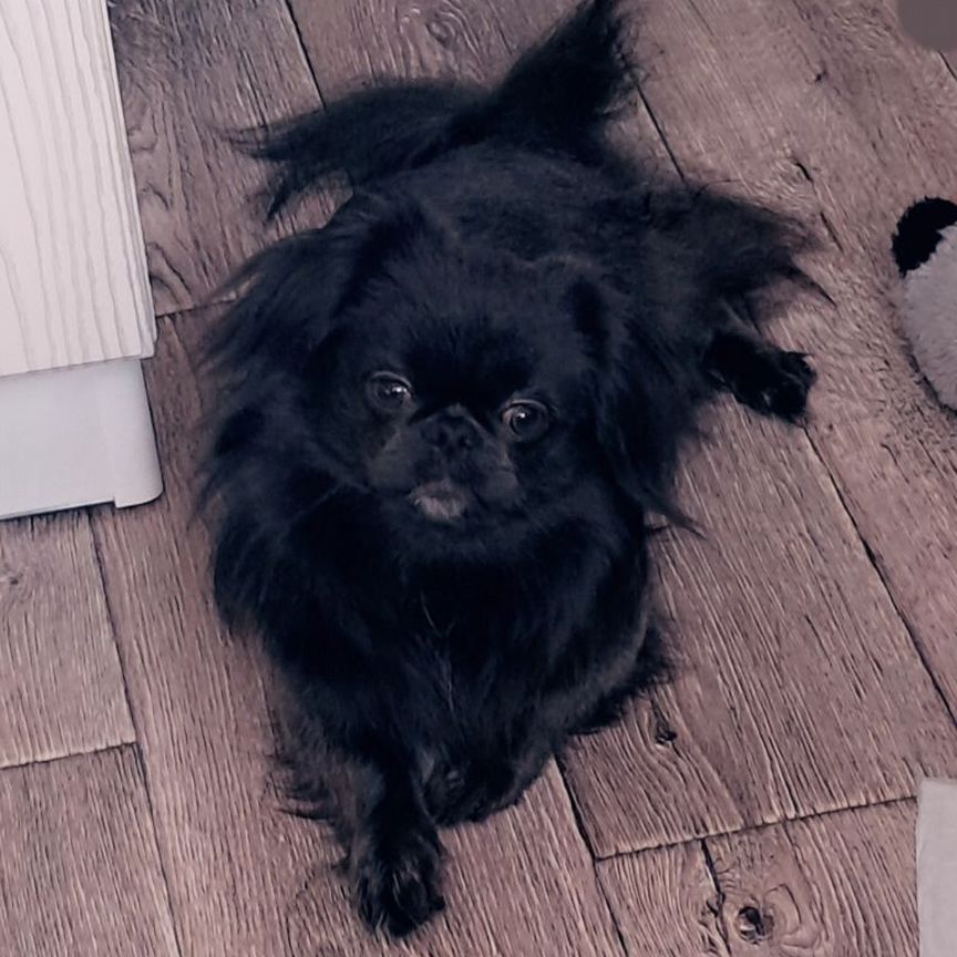 Чихуахуа, вязка