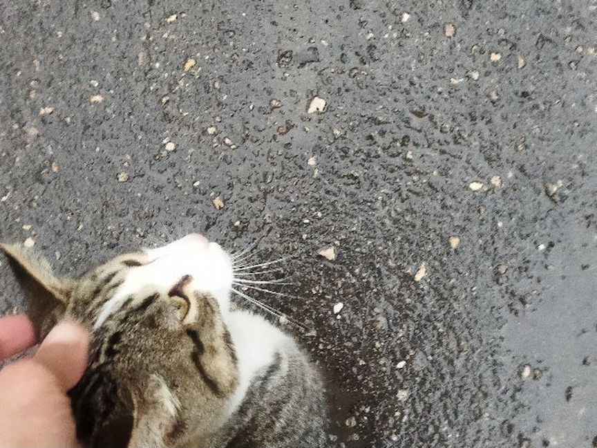 Котик бесплатно