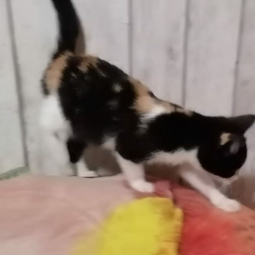 Котенок девочка, 3,5 месяца, стерилизованная