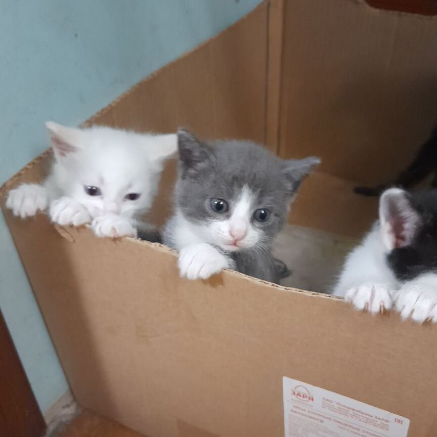 Котята в добрые руки