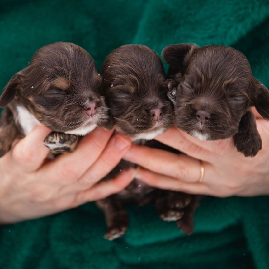 Яркие кудряшки американские кокерята