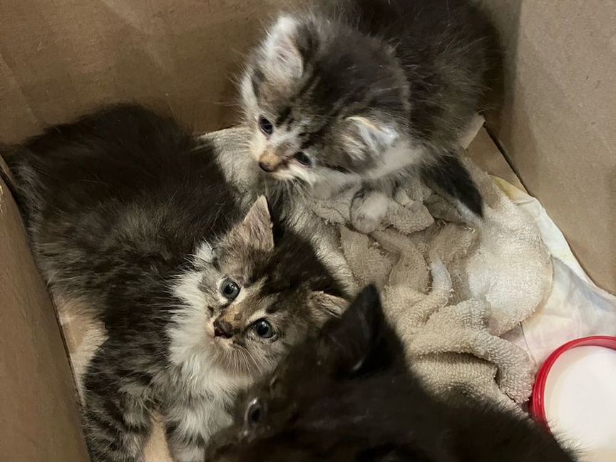 Котята бесплатно