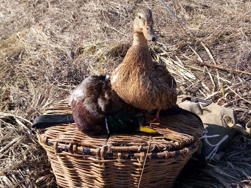 Утка подсадная. Кряковая