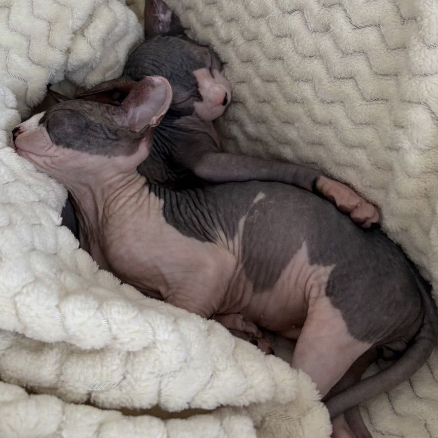 Канадский сфинкс котёнок