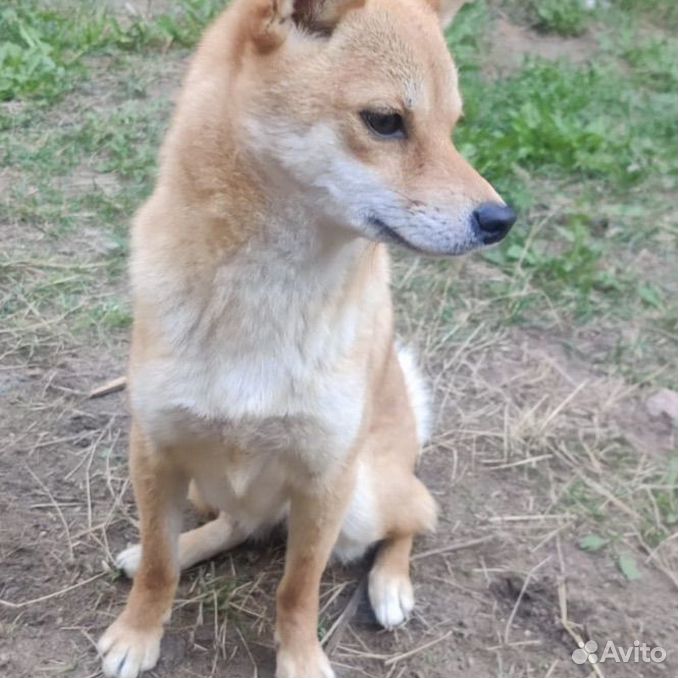 Сиба ину мини