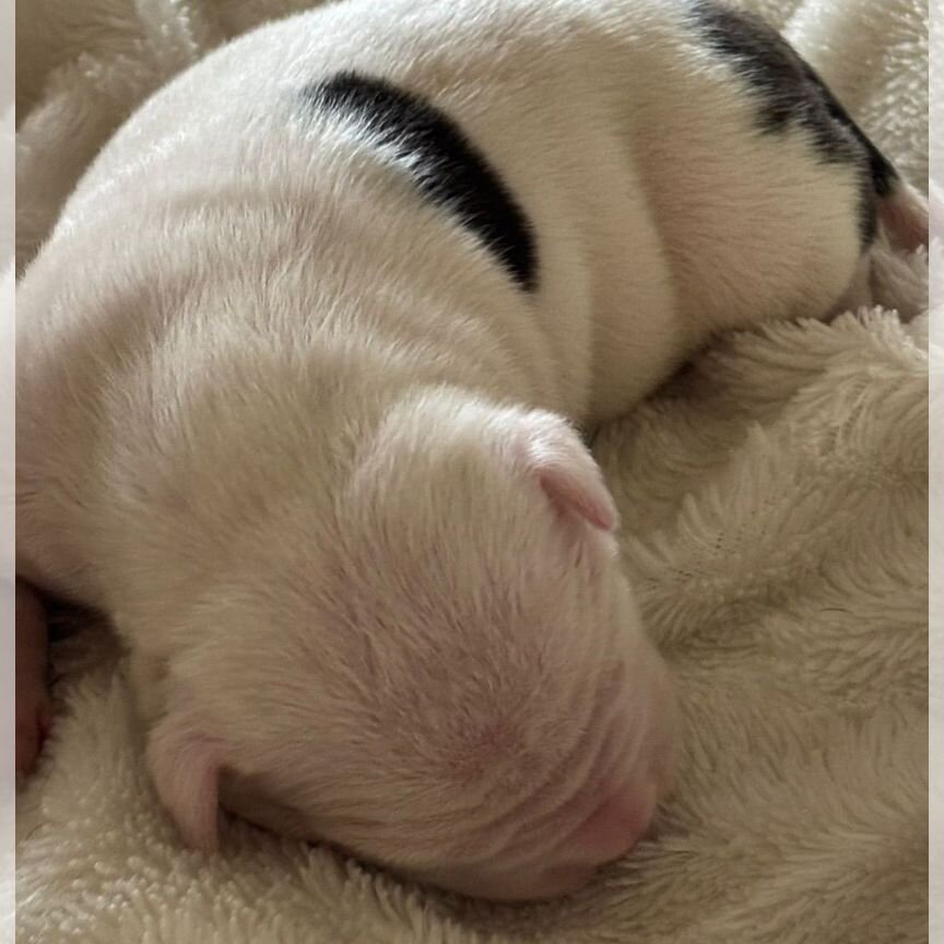 Американский стафф щенки