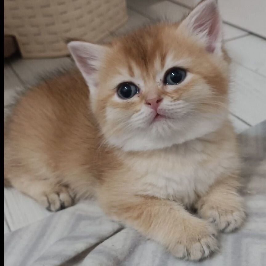 Британский короткошёрстный котёнок