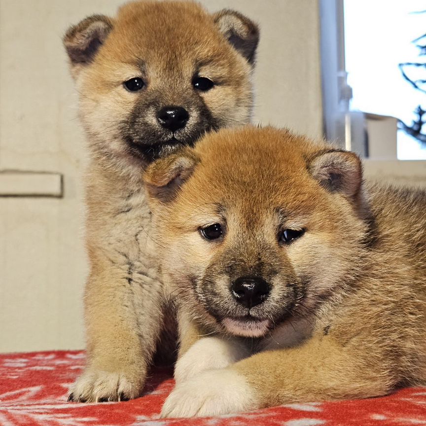 Щенки сиба ину