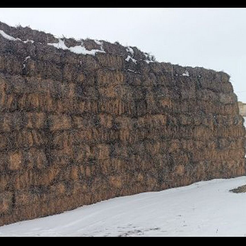 Сено люцерны в тюках