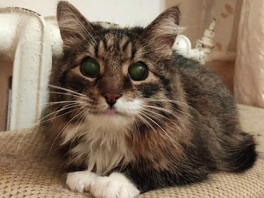 У кота Пончика есть талант