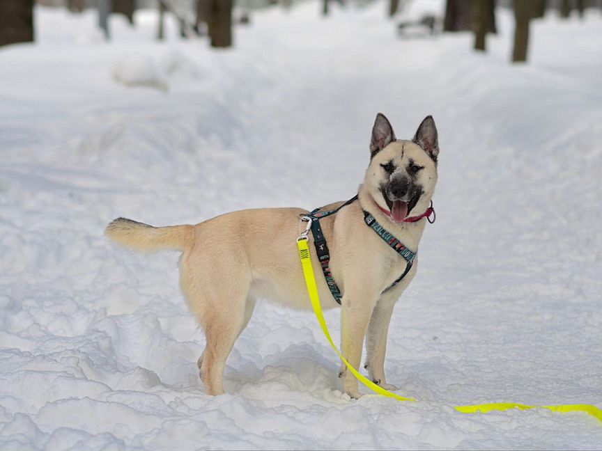 Собака в добрые руки