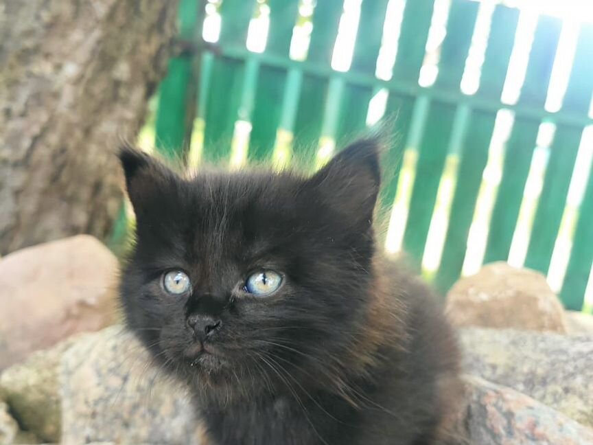 Черный котенок, девочка