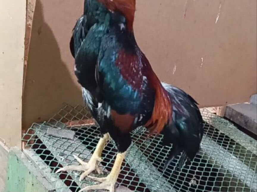 Бойцовые петухи Турки