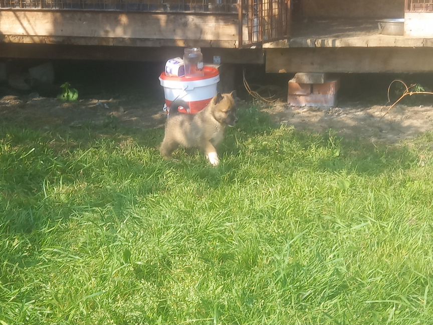 Щенки западно сибирской лайки с документами