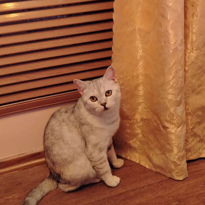 Британский короткошёрстный котёнок