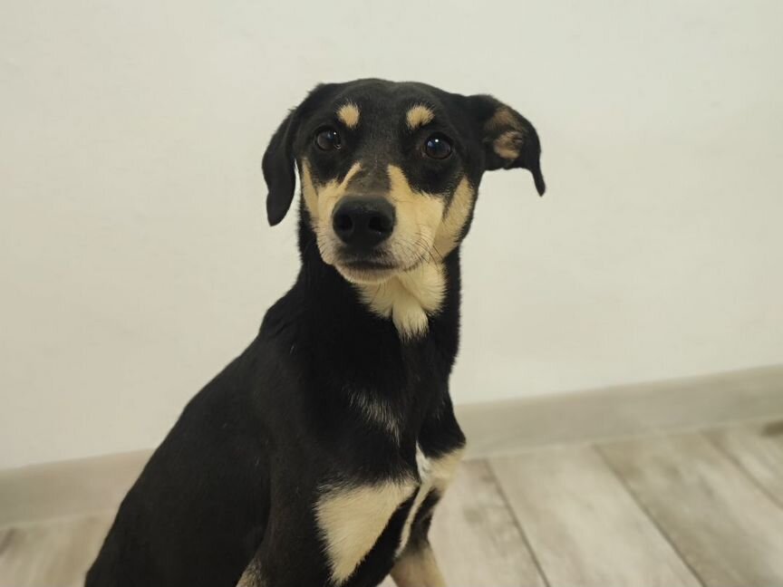 Собака- Лиля