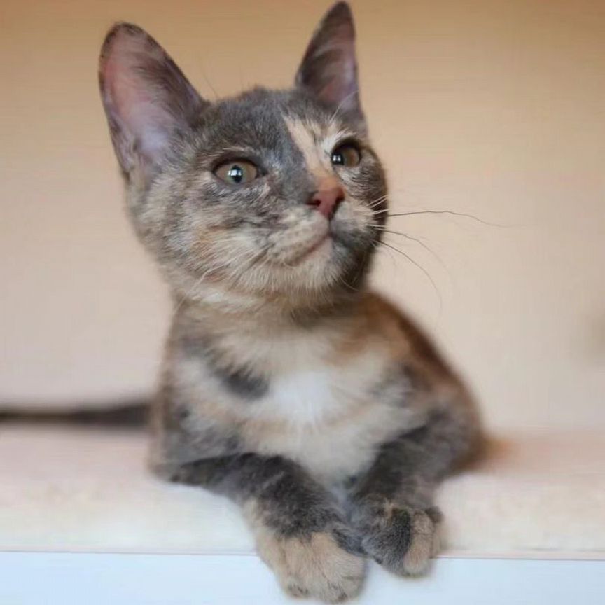 Маленький котенок Пинки