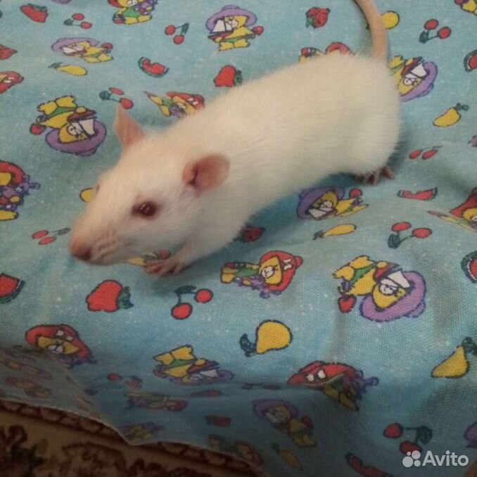 Крысенок дамбо белый мальчик