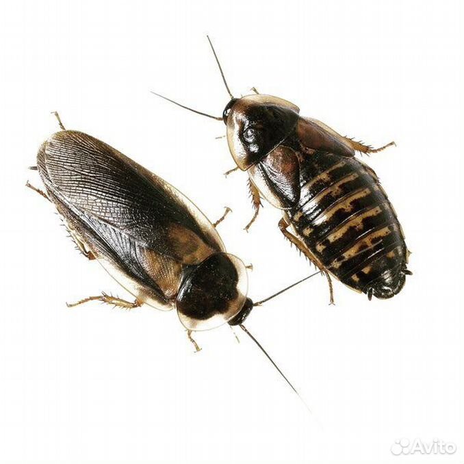 Аргентинский таракан блаптика