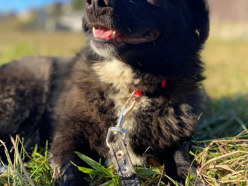 Маленькая собака Плюша в добрые руки