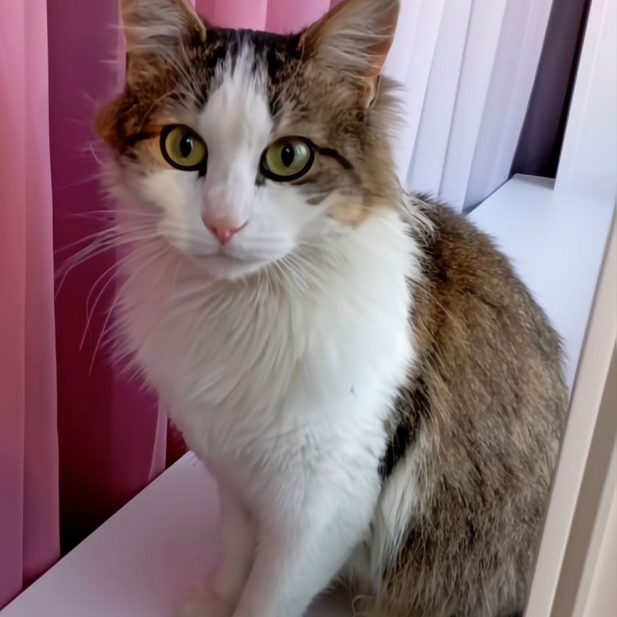 Взрослая, Девочка кошка в добрые руки