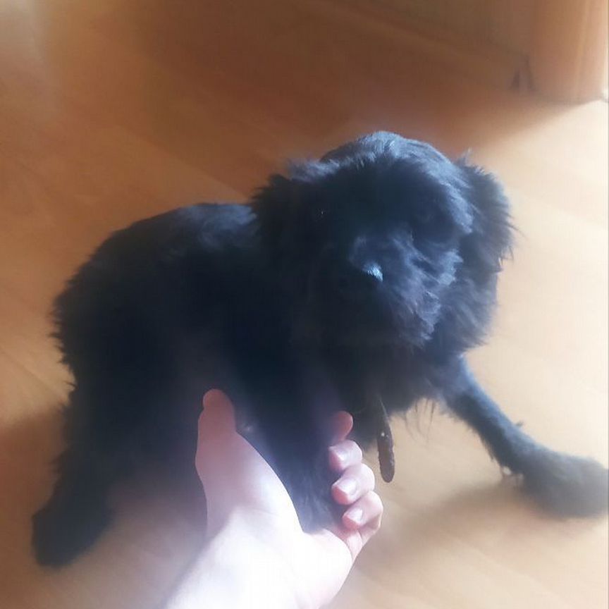 Отдам в добрые руки маленькую собаку