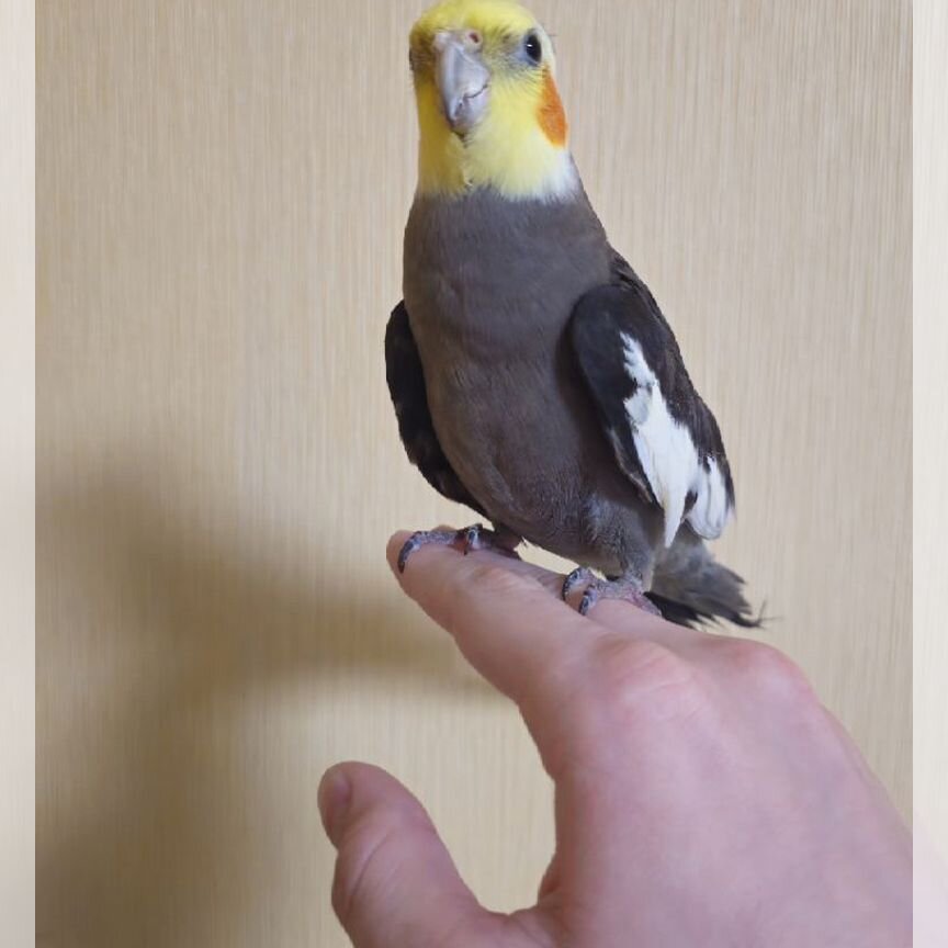 Потерялся попугай