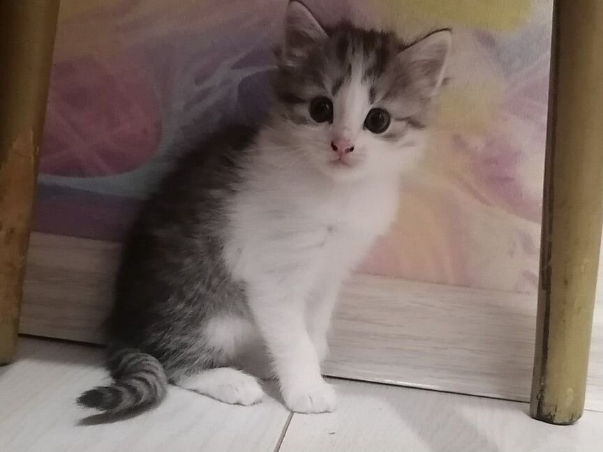 Кошка