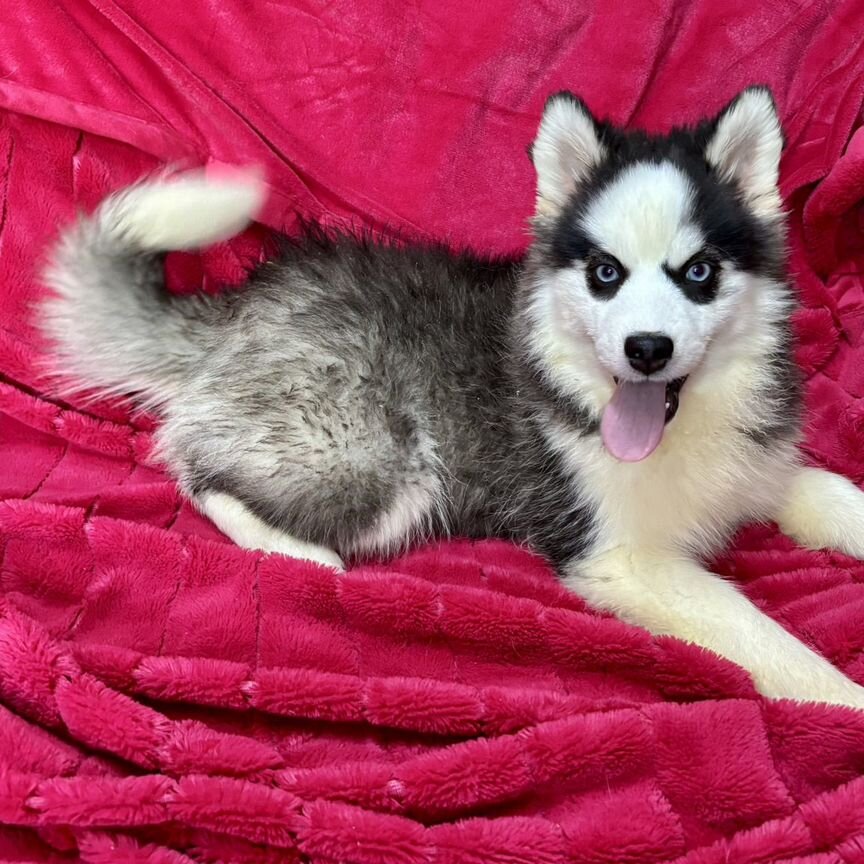 Помски, щенок