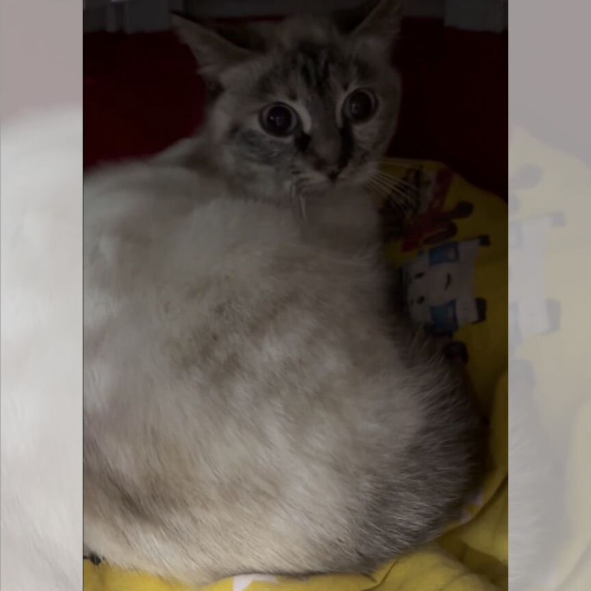 Невская маскарадная, взрослая кошка