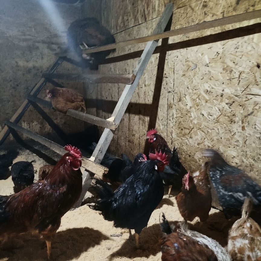 Петухи домашниепетухи