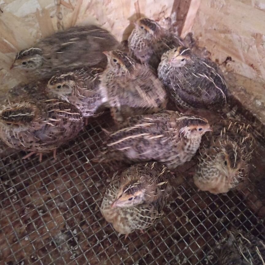 Перепела эстонцы вылуп 20.11 3 недели