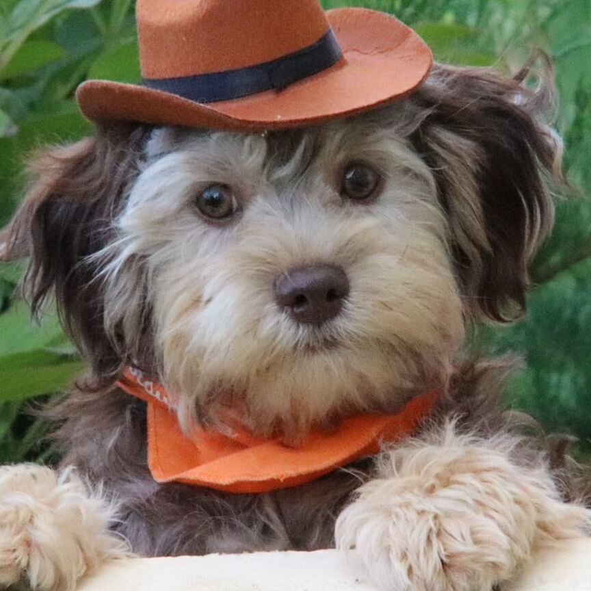 Щенки русской цветной болонки